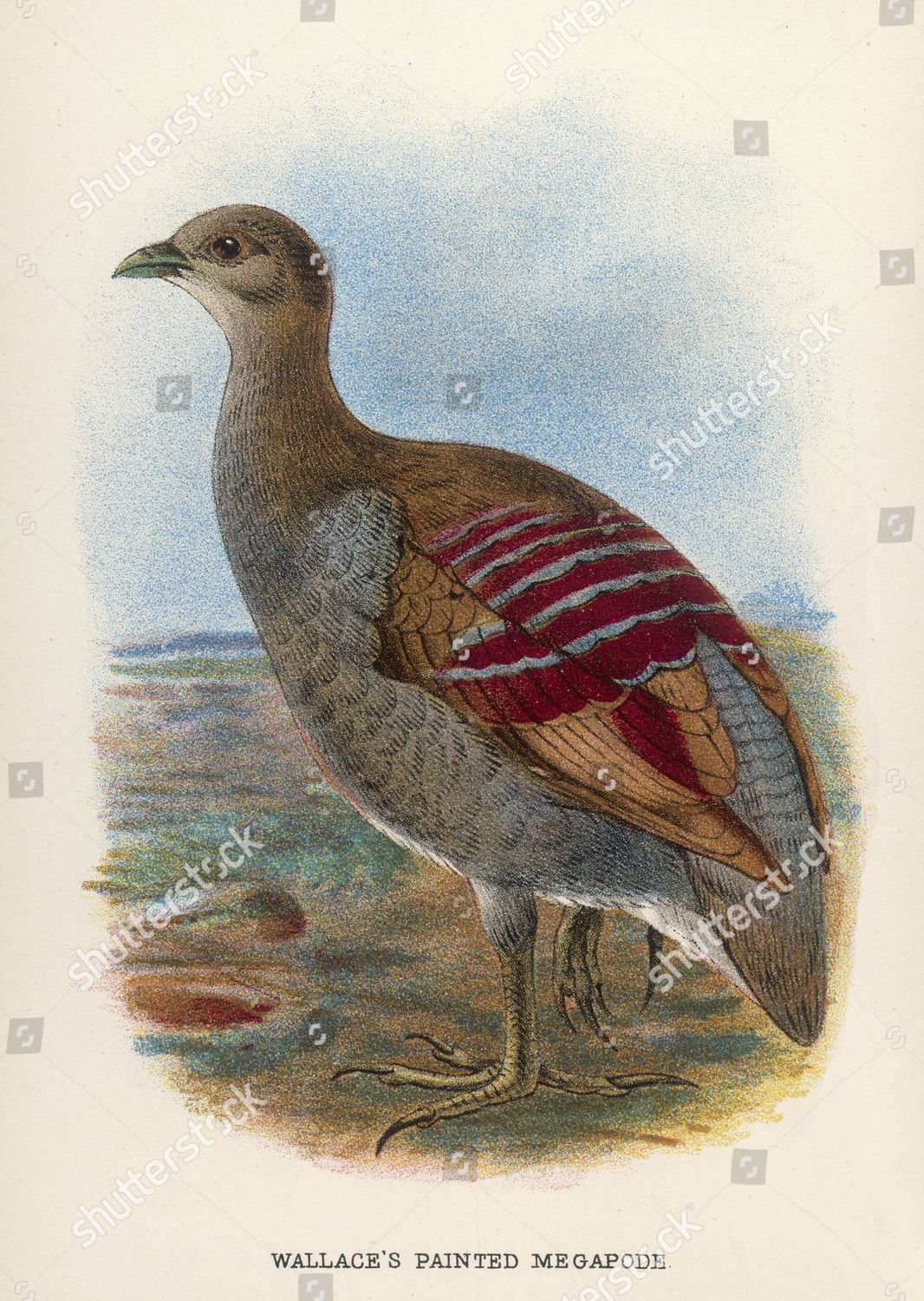 Wallaces Painted Megapode Eulipoa Wallachi 1896 Editorial Stock Photo ...