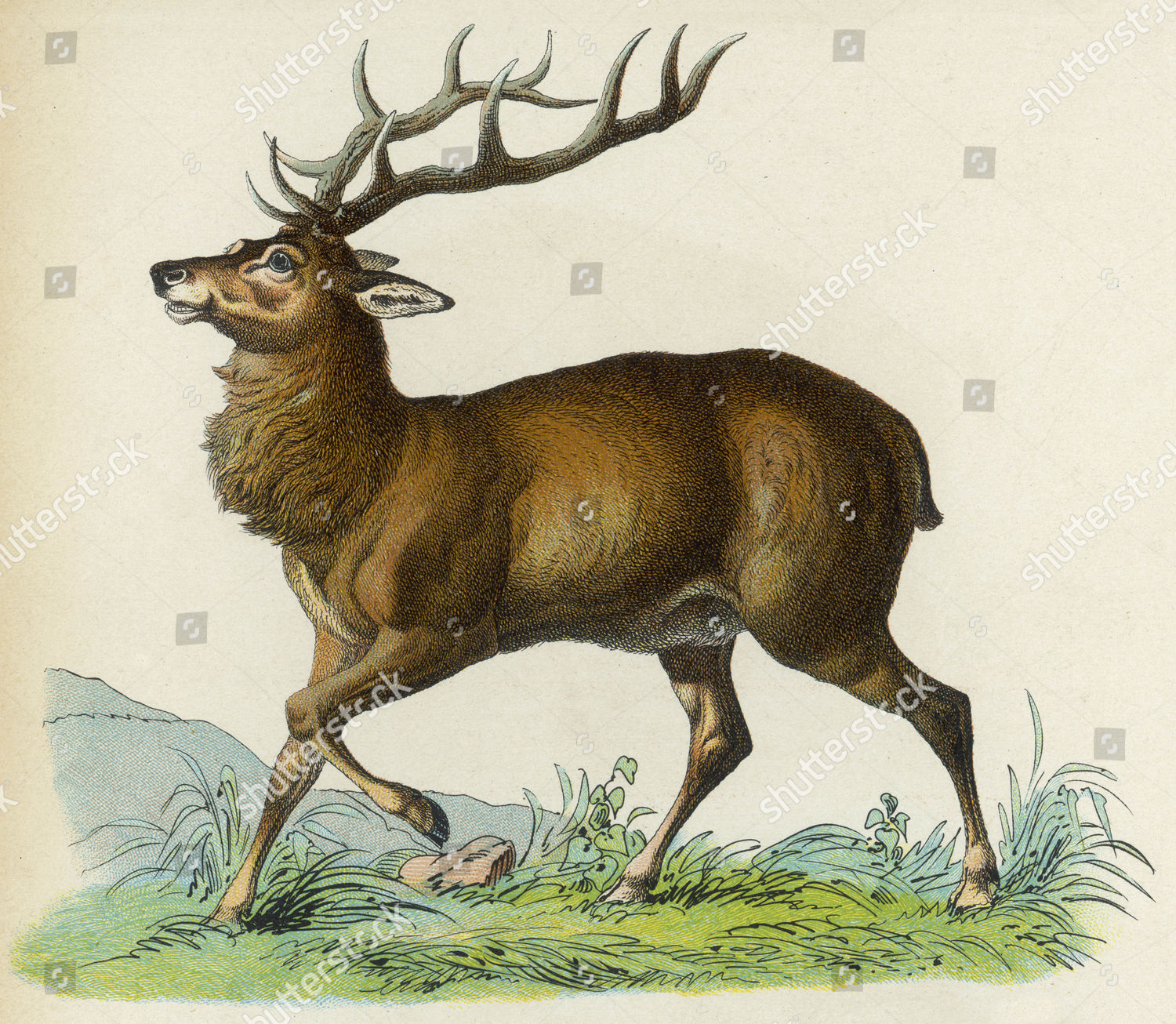 Stag Circa 1870 Editorial Stock Photo - Stock Image | Shutterstock