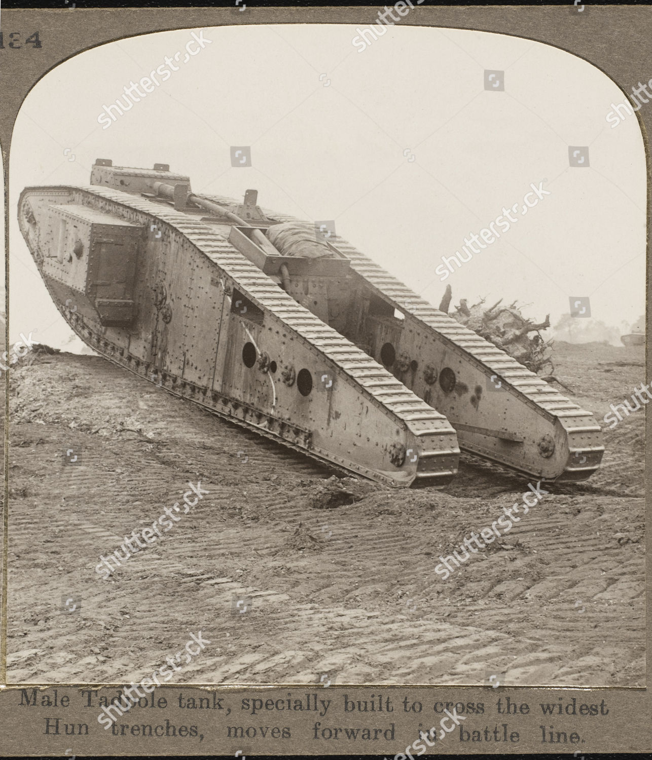 British Male Tadpole Tank Specially Built Editorial Stock Photo - Stock ...