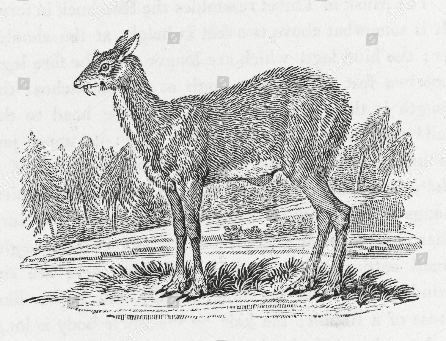 Moschus Moschiferus Bewick Puzzled What Species Editorial Stock Photo ...