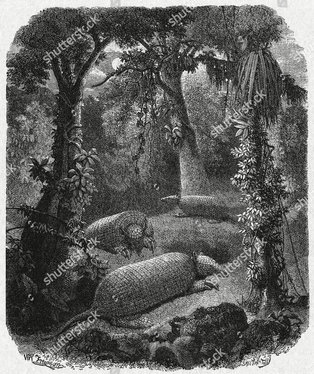 Armadillos Their Native Habitat Jungles South Editorial Stock Photo ...