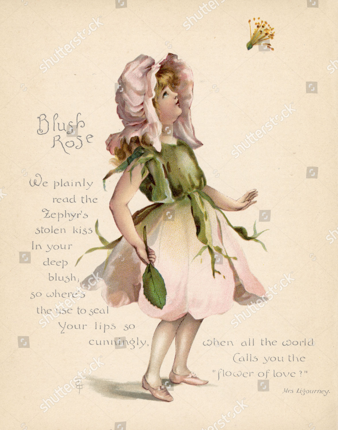 Blush Rose Personified C1885 Editorial Stock Photo - Stock Image ...