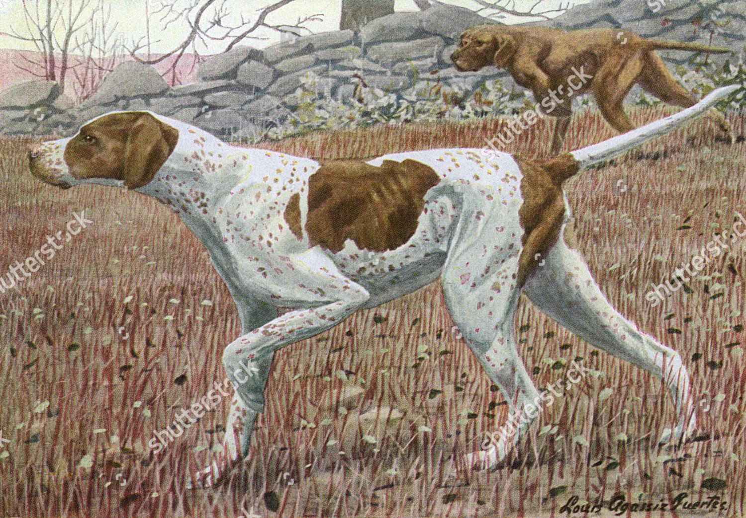 Pointer Classic Pointing Pose 20th Century Editorial Stock Photo ...