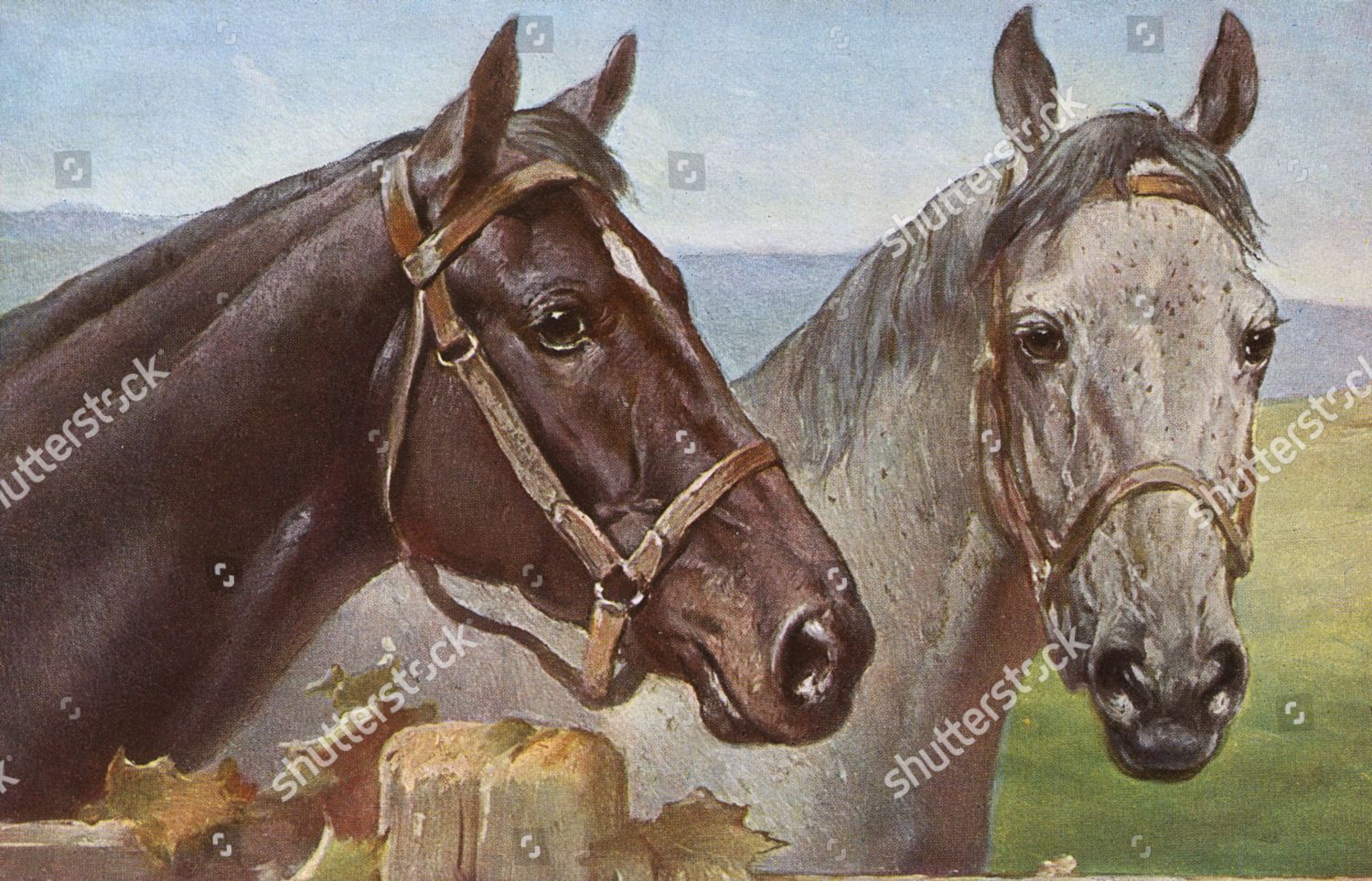 Portrait Two Horses Circa 1910s Editorial Stock Photo - Stock Image ...