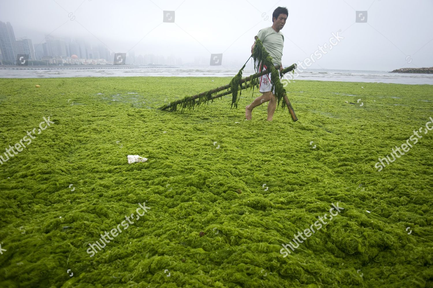 Cleaner Removes Garbage Seaweed Covering Beach Editorial Stock Photo ...
