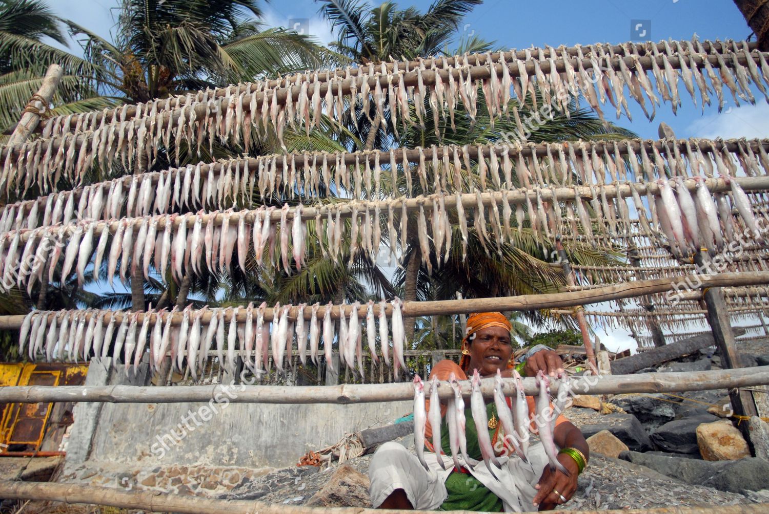 Woman Koli Community Puts Fish Drying Editorial Stock Photo - Stock ...