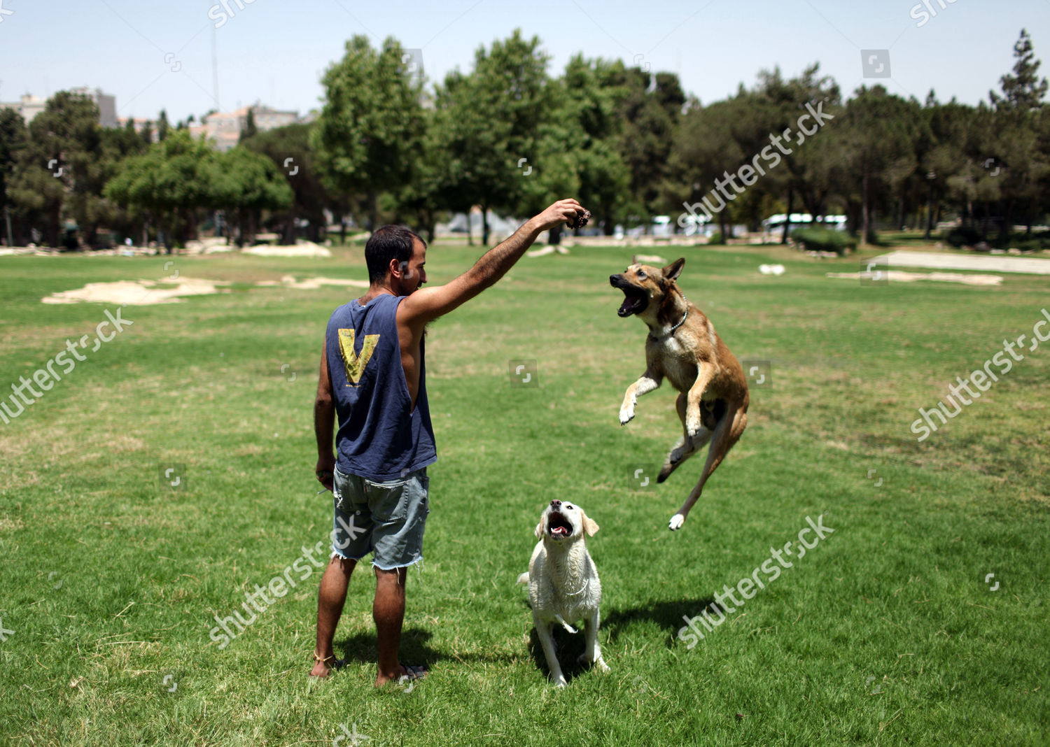 Israeli Plays His Dogs Jerusalem Park Editorial Stock Photo - Stock ...