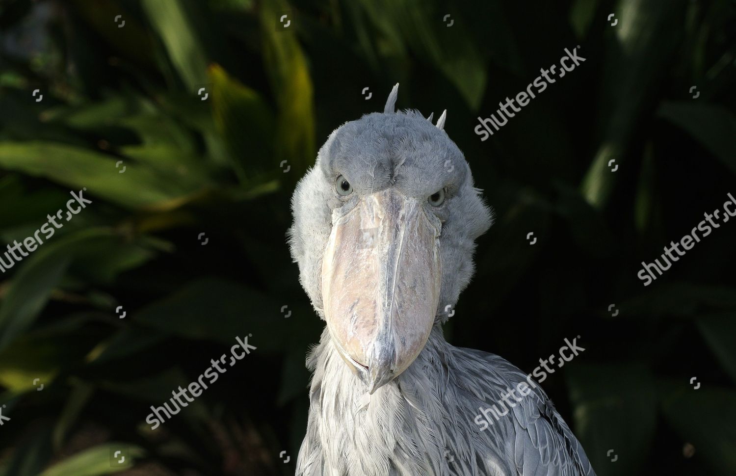 Shoebill Seen Ueno Zoo Tokyo Japan Editorial Stock Photo - Stock Image ...