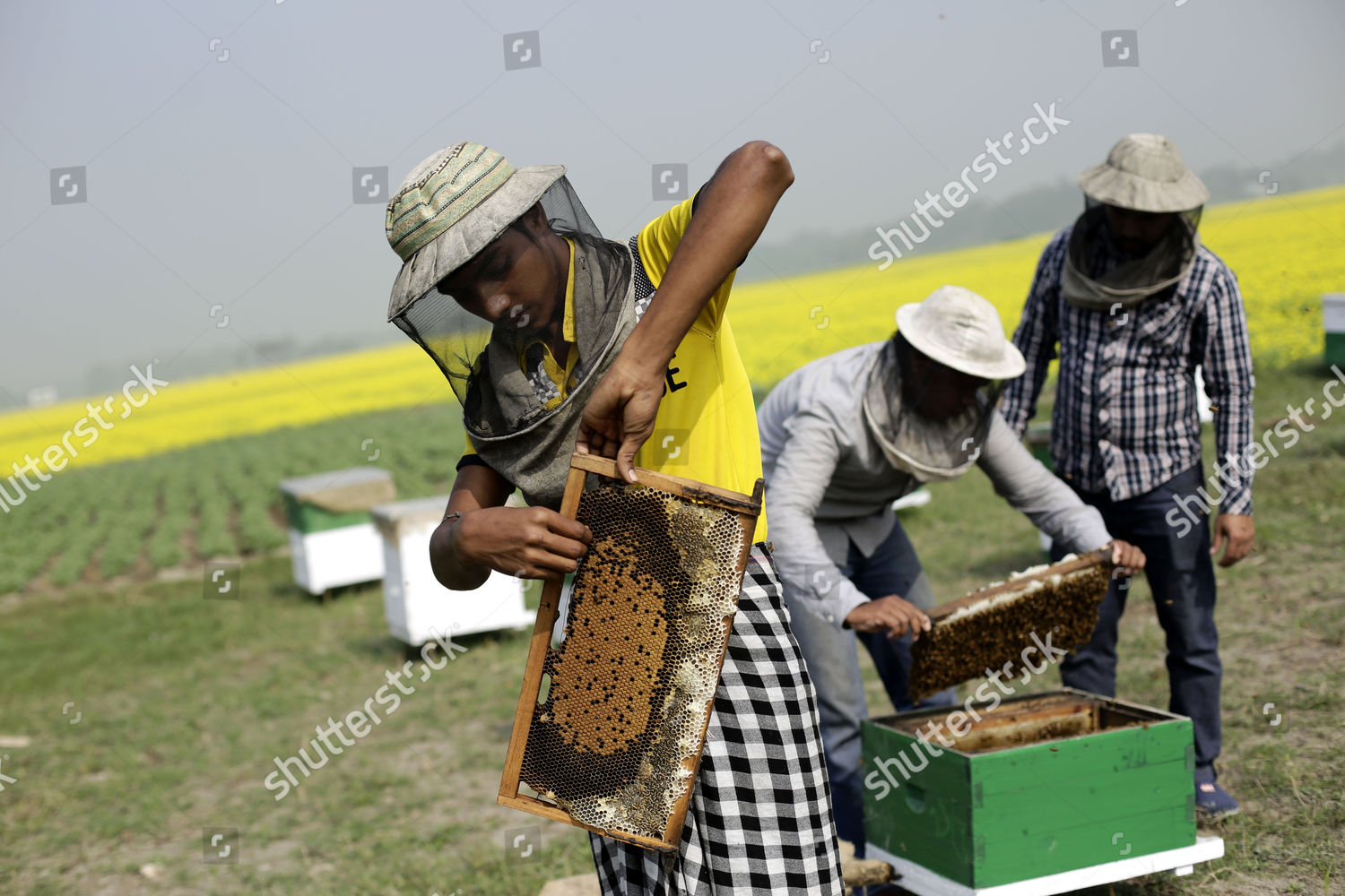 Workers Moti Sons Honey Farm Collect Editorial Stock Photo - Stock ...
