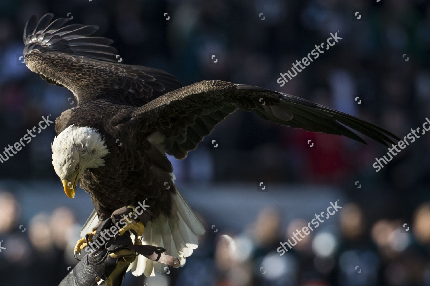 Challenger Eagle Looks On Prior Nfl Editorial Stock Photo - Stock Image ...