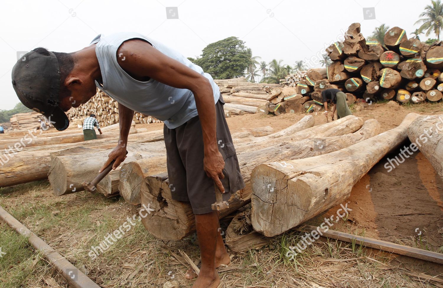 BURMESE WORKERS PREPARE TEAK LOGS WOOD Editorial Stock Photo - Stock ...
