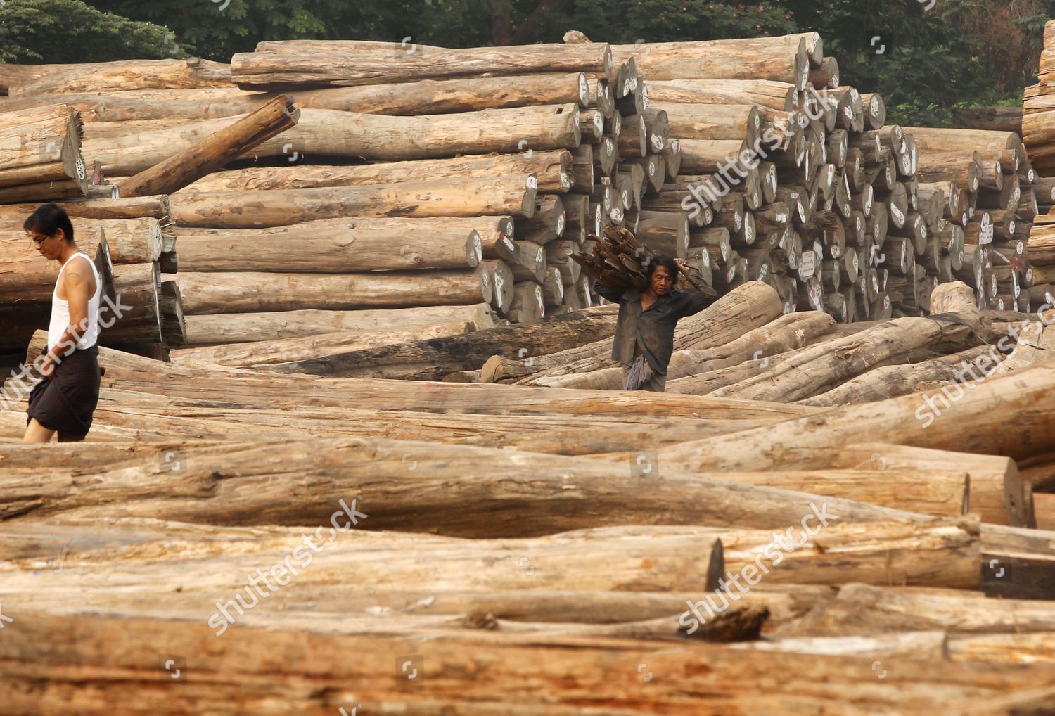 Burmese Workers Prepare Teak Logs Wood Editorial Stock Photo - Stock ...