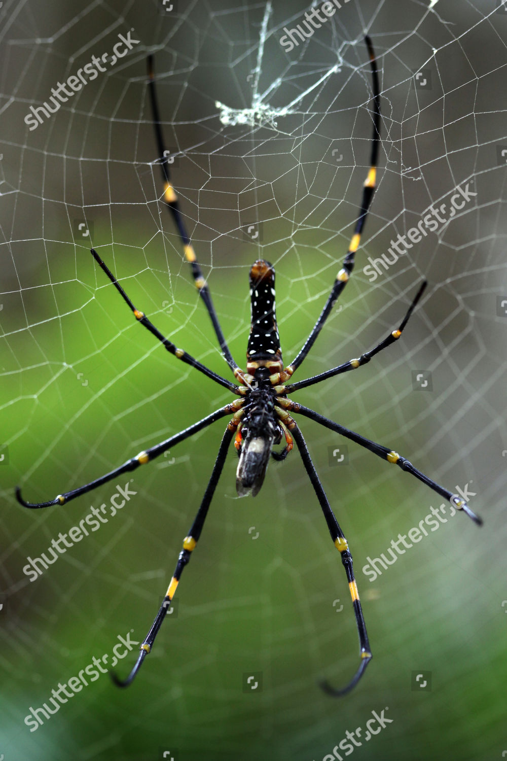 Giant Wood Spider Nephila Maculata Pictured Editorial Stock Photo ...