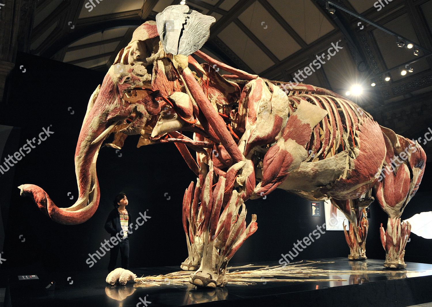 Young Girl Looks Plastinated Elephant Animal Editorial Stock Photo ...
