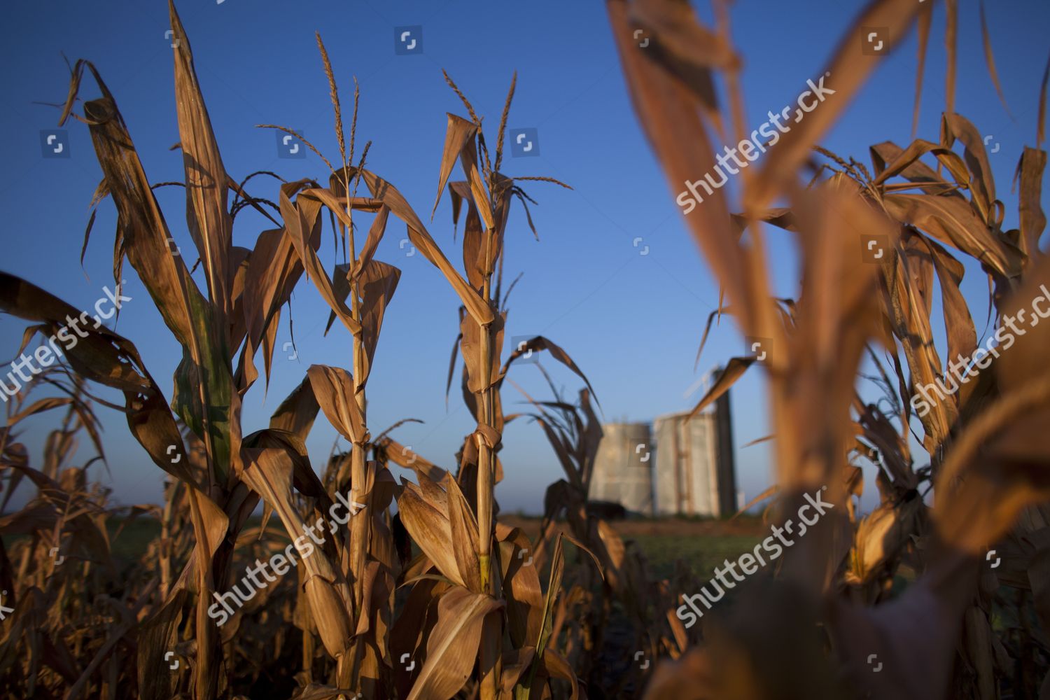 Dry Stunted Corn Stalks Which By Editorial Stock Photo - Stock Image ...