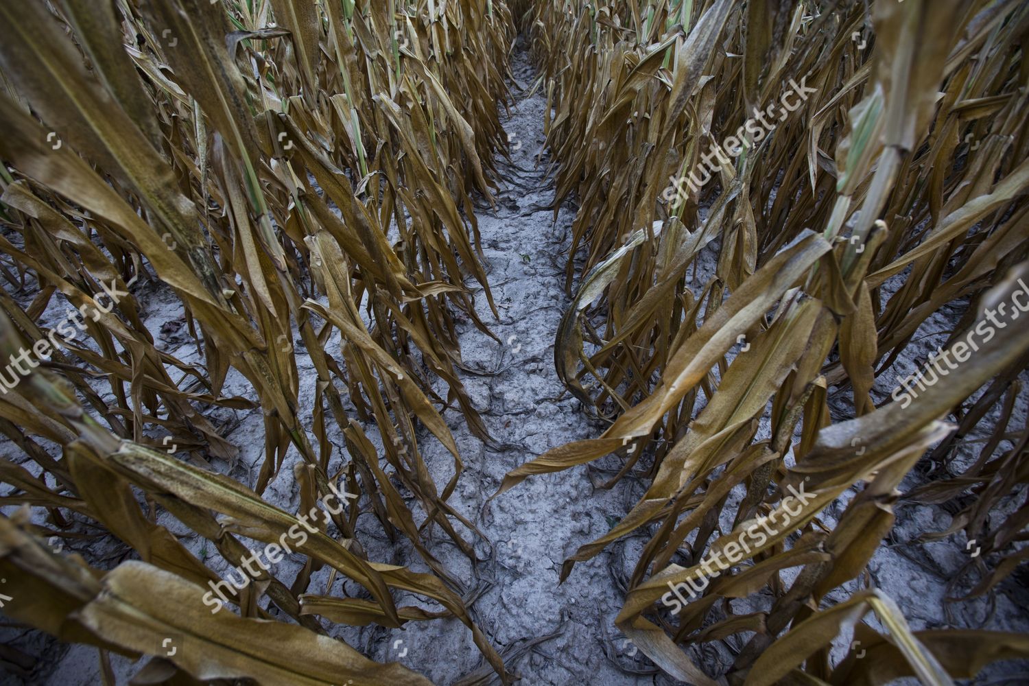 Dry Stunted Corn Stalks Which By Editorial Stock Photo - Stock Image ...