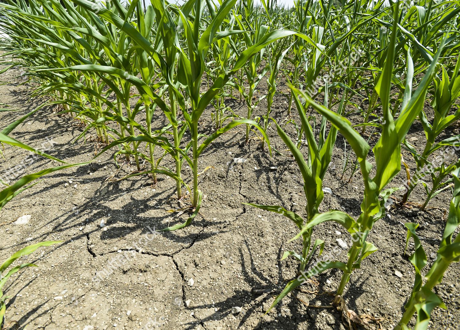 Drought Stunted Corn Tries Grow Parched Editorial Stock Photo - Stock ...
