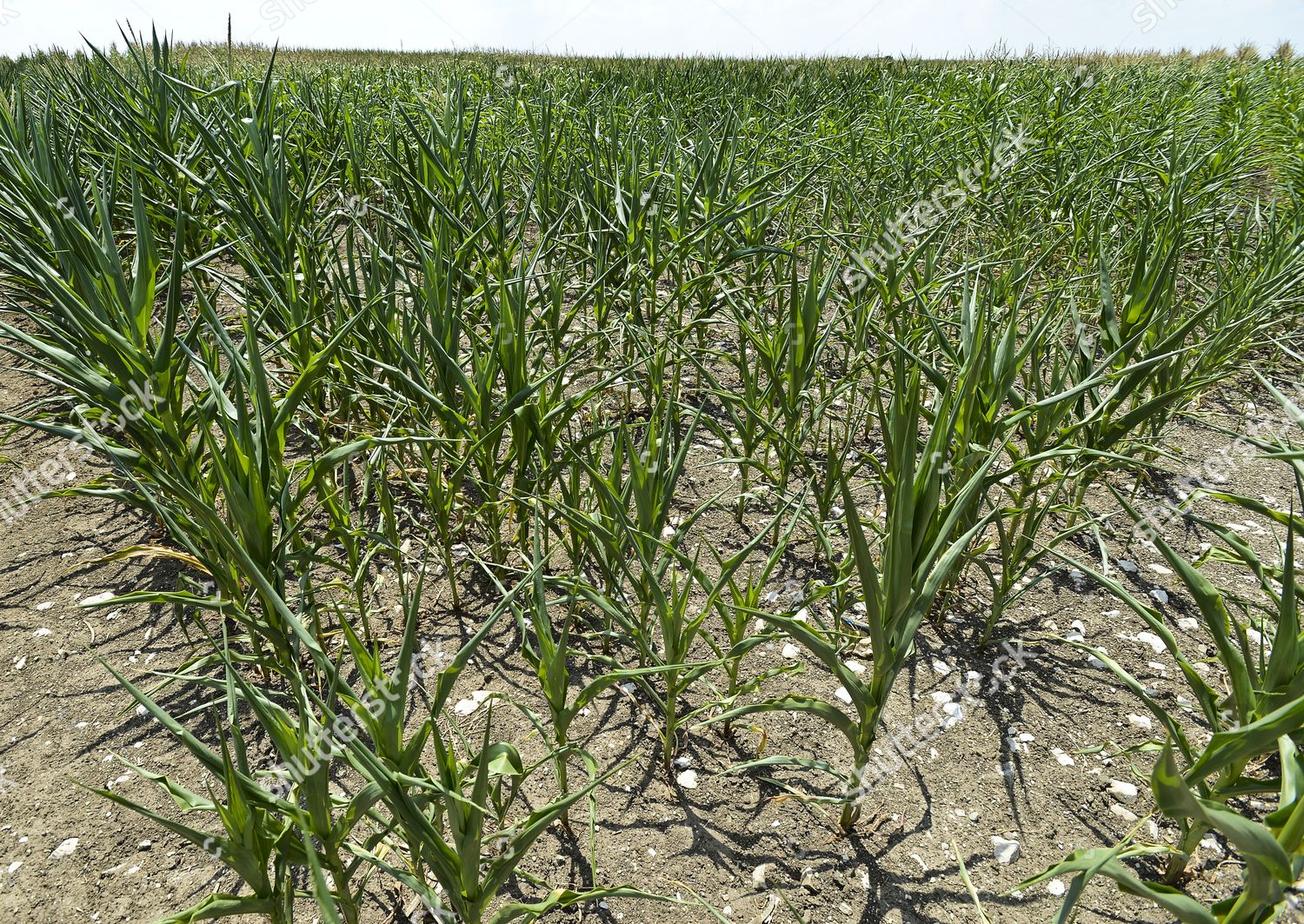 Drought Stunted Corn Tries Grow Parched Editorial Stock Photo - Stock ...