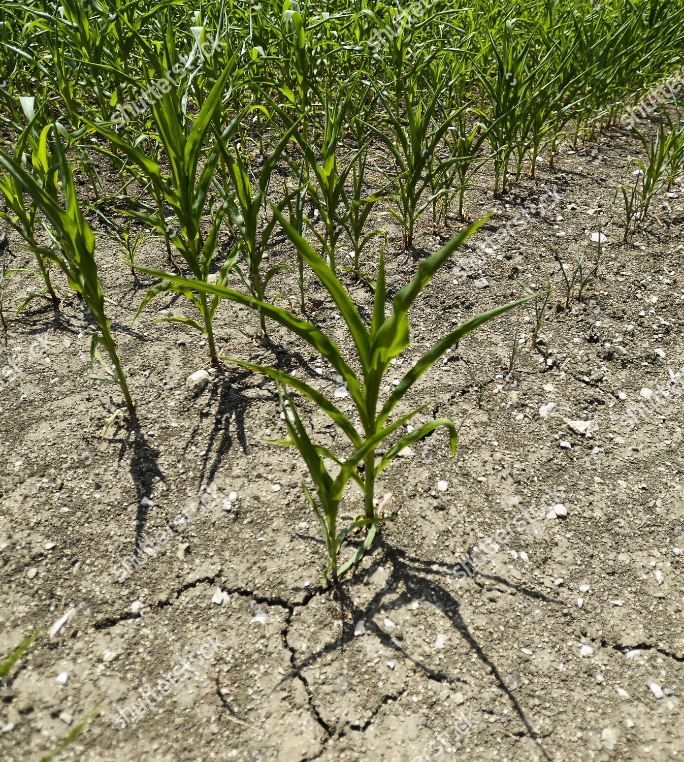 Drought Stunted Corn Tries Grow Parched Editorial Stock Photo - Stock ...