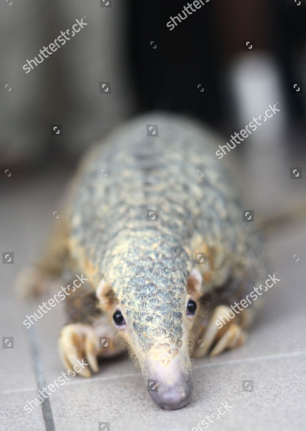 Pangolin Endangered Ant Eater Largest Mammal Editorial Stock Photo ...