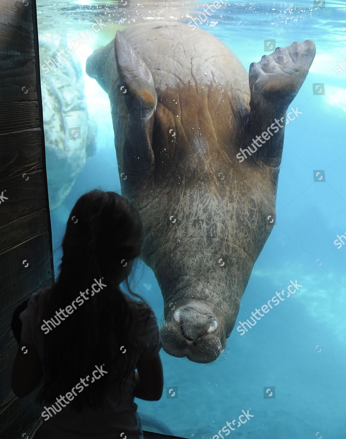 Girl Looks Walrus Swims Upside Down Editorial Stock Photo - Stock Image ...