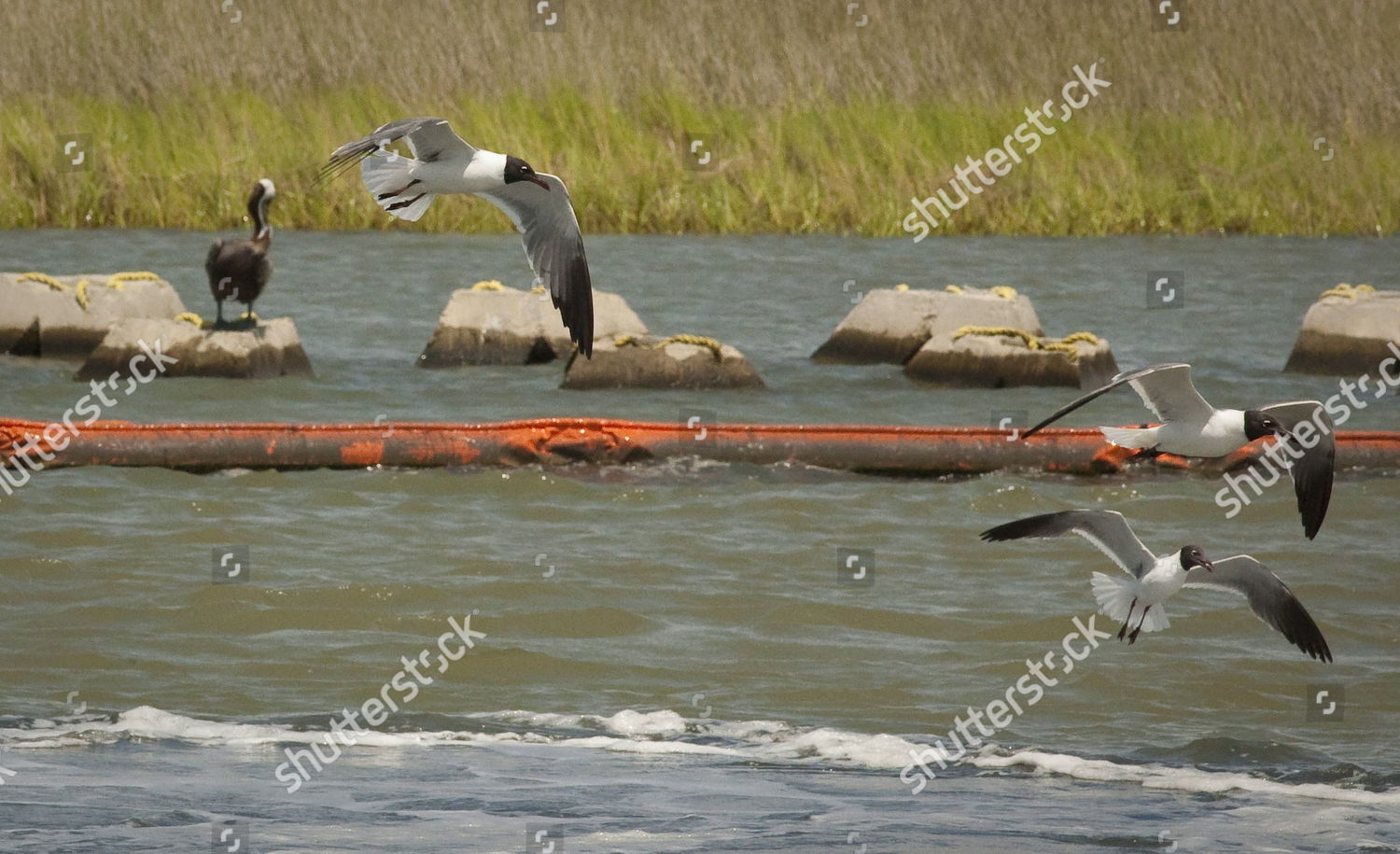 Hooded Gulls Dive Fish Mobile Bay Editorial Stock Photo - Stock Image ...