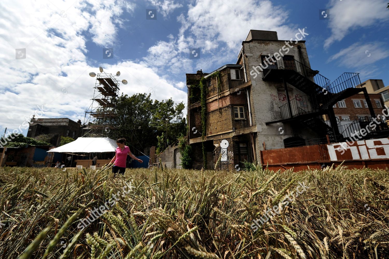 Woman Walks Through Field Wheat Hackney Editorial Stock Photo - Stock ...