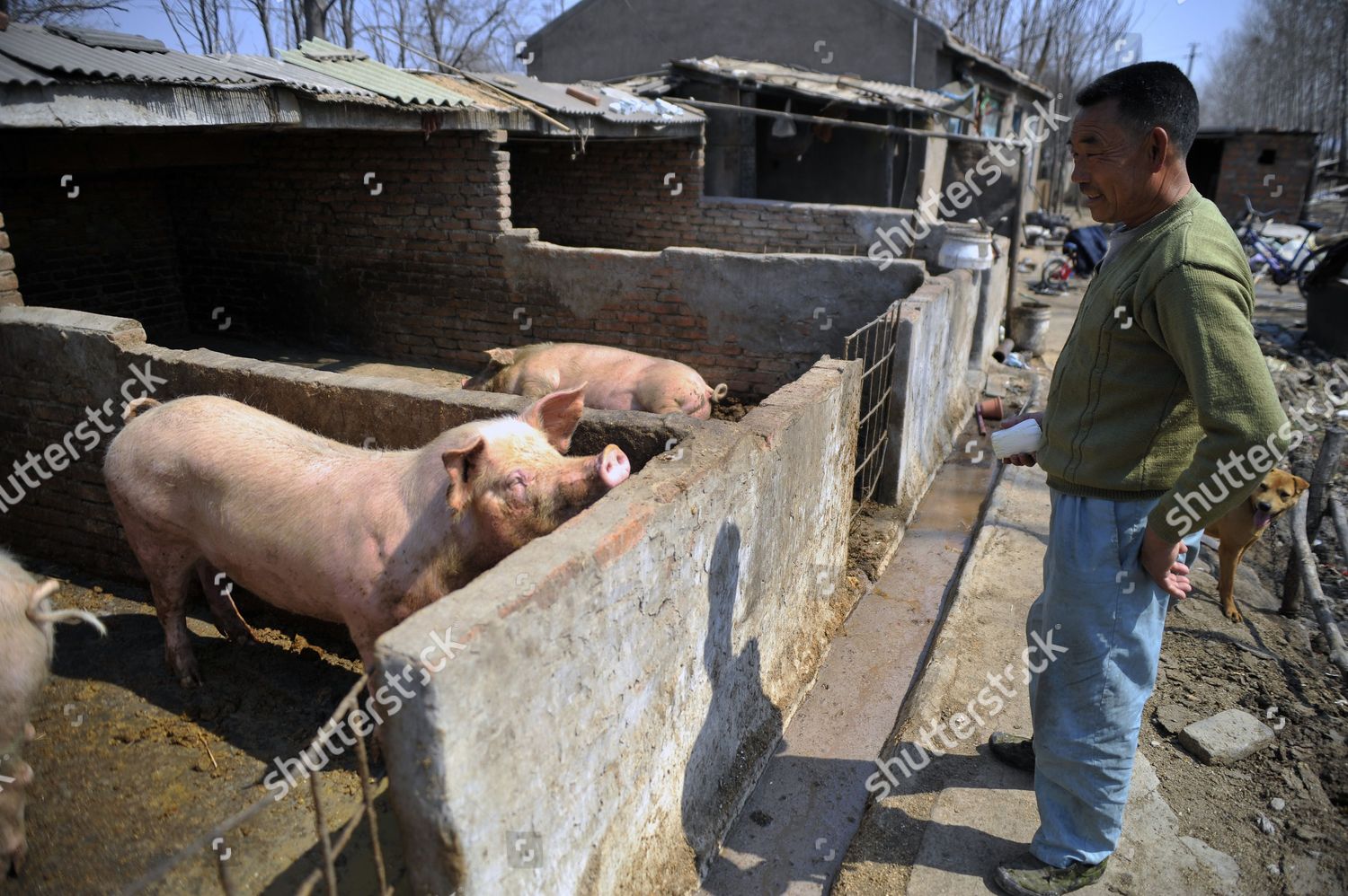 Farmer Feeds His Pigs Pig Farm Editorial Stock Photo - Stock Image ...
