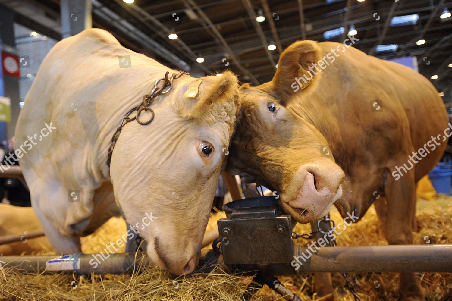 Two Cows Displayed During 47th International Editorial Stock Photo ...