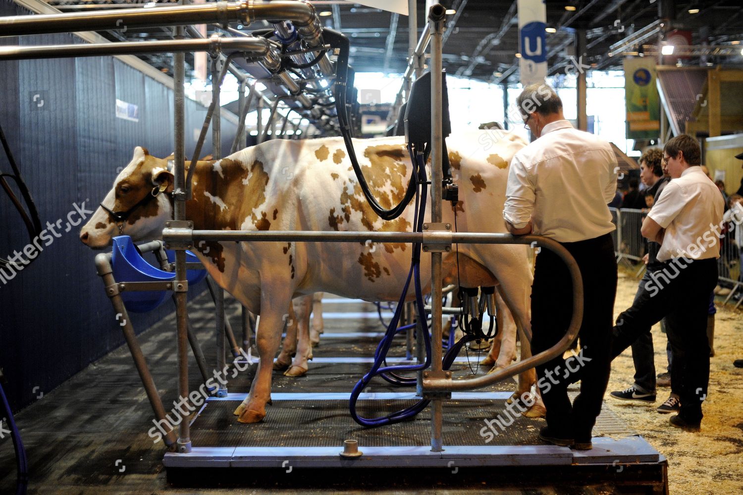 Farmers Melk Cows During 47th International Editorial Stock Photo ...