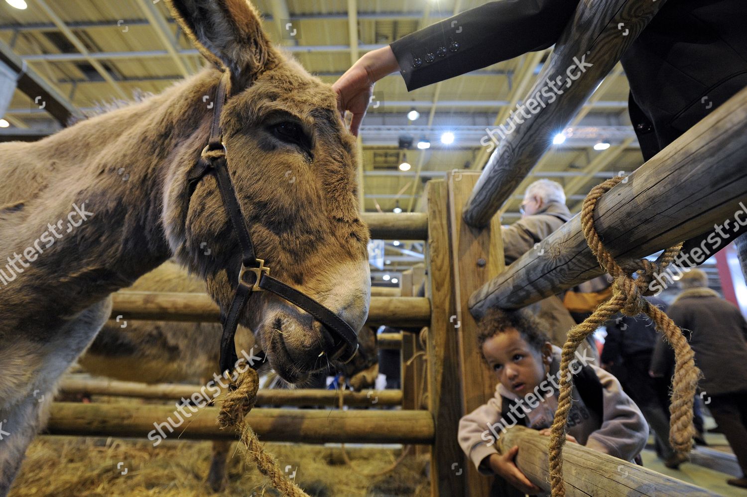 Young Boy Looks Donkey Displayed During Editorial Stock Photo - Stock ...