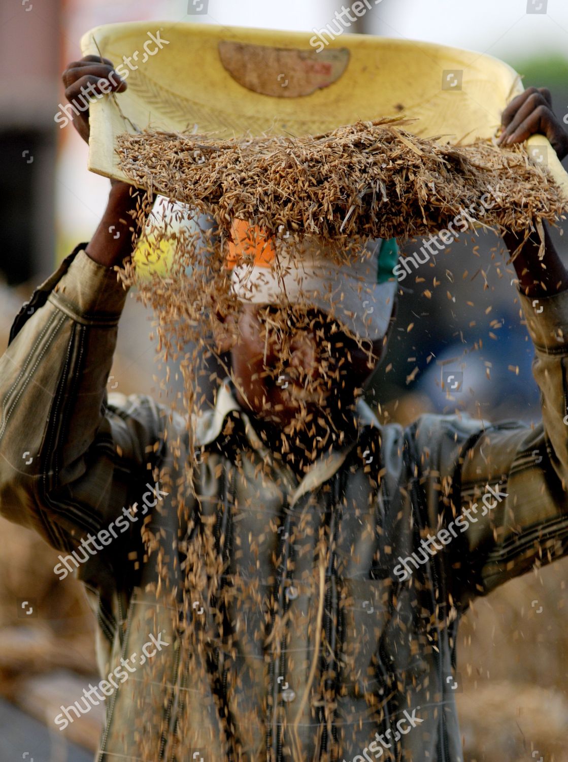Indian Rice Farmer Separates Chaff Harvested Editorial Stock Photo ...