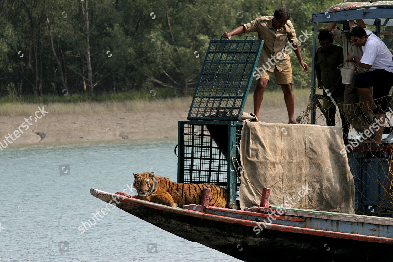 Royal Bengal Tigress Wearing Radio Collar Editorial Stock Photo - Stock ...