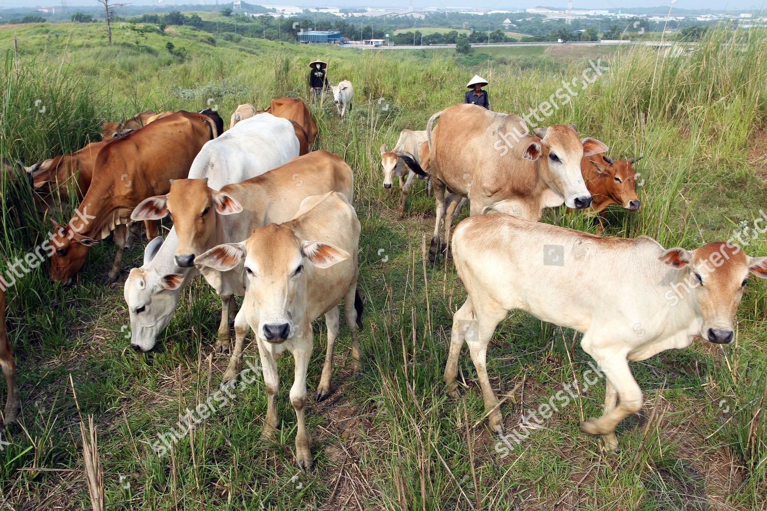 Indonesian Farmers Their Cows They Graze Editorial Stock Photo - Stock ...