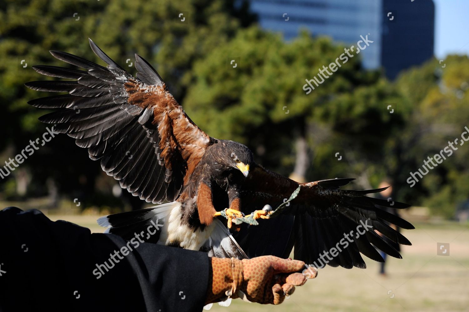 Harris Hawk Lands On Arm Falconer Editorial Stock Photo - Stock Image ...