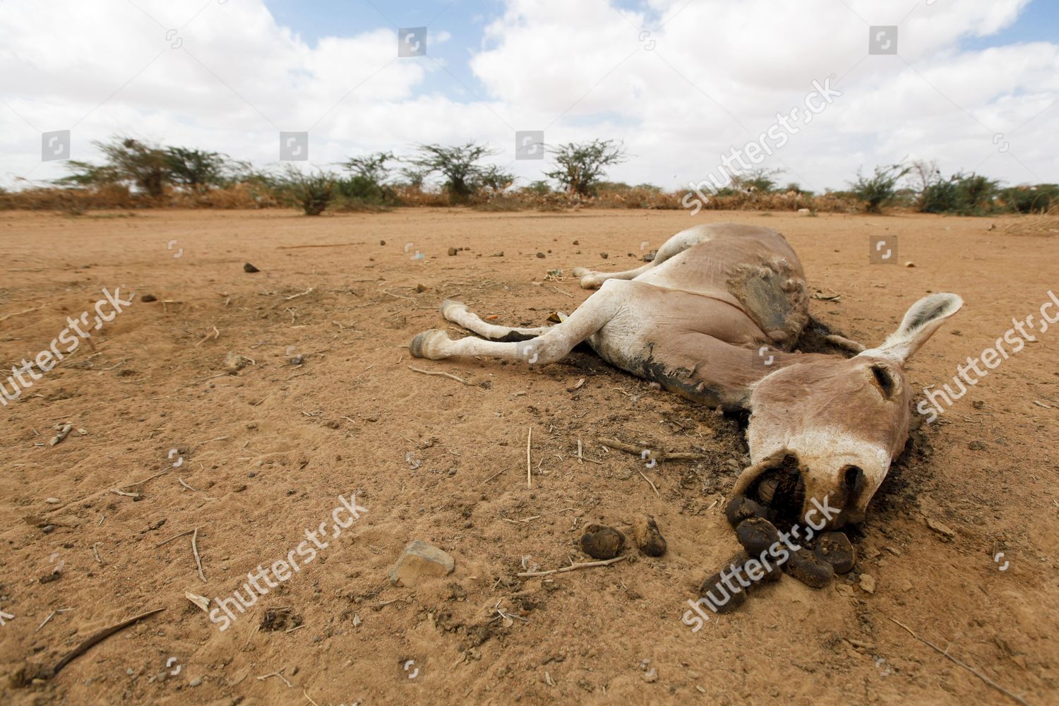 Carcass Donkey Who Died Drought Lays Editorial Stock Photo - Stock ...