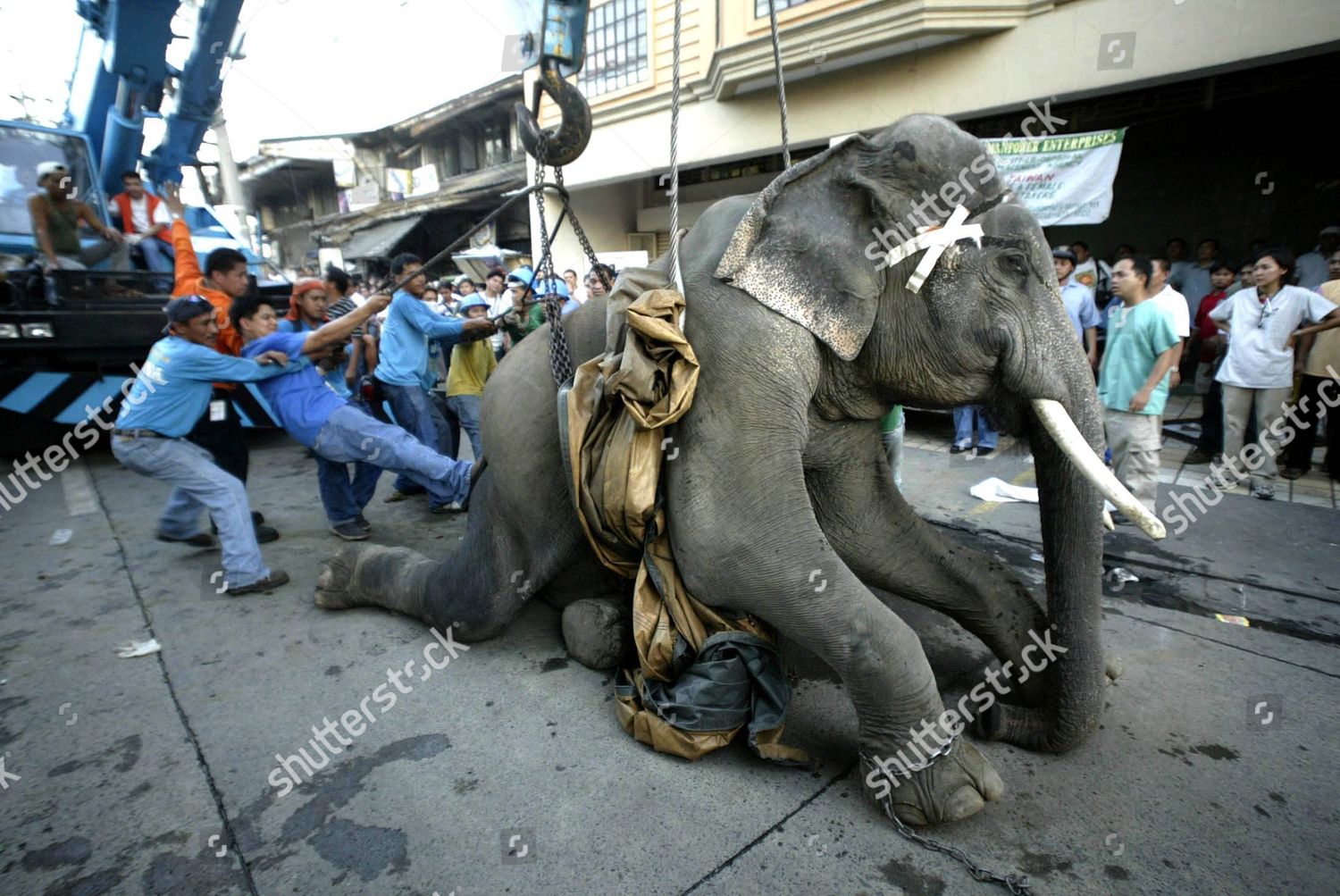 Filipino Rescuers Pull Sixton Elephant Named Editorial Stock Photo ...