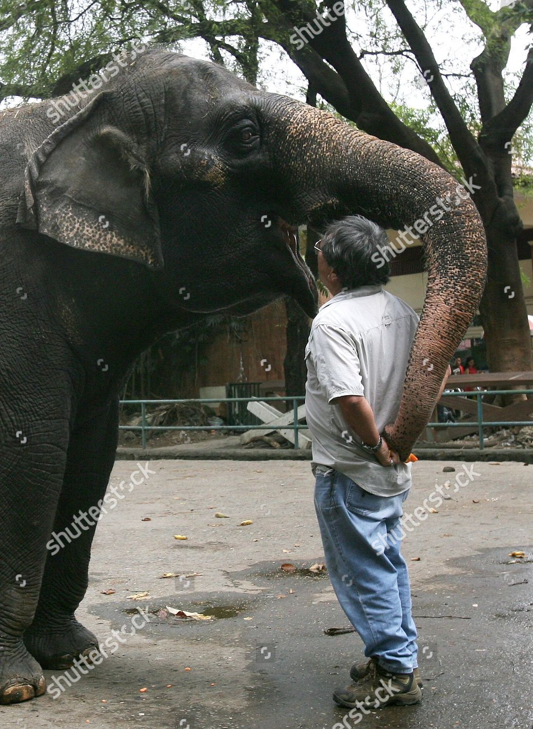 Filipino Caretaker Feeds 35yearold Elephant Mali Editorial Stock Photo ...