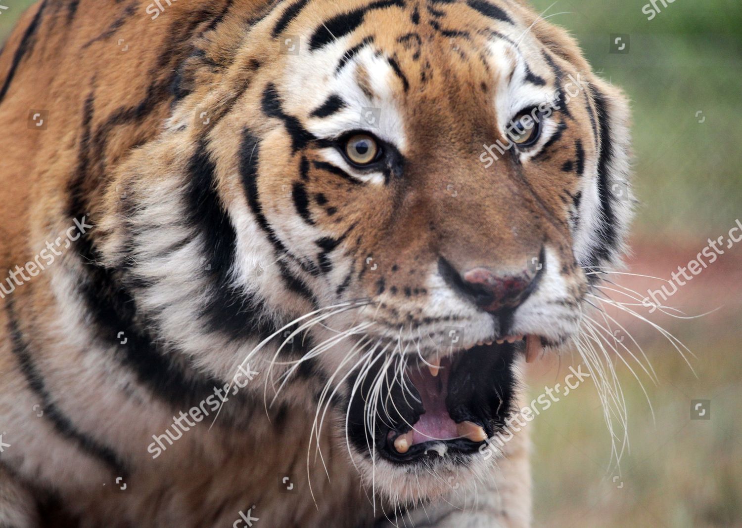 Martin 8yearold Bengal Tiger Released Lionsrock Editorial Stock Photo ...