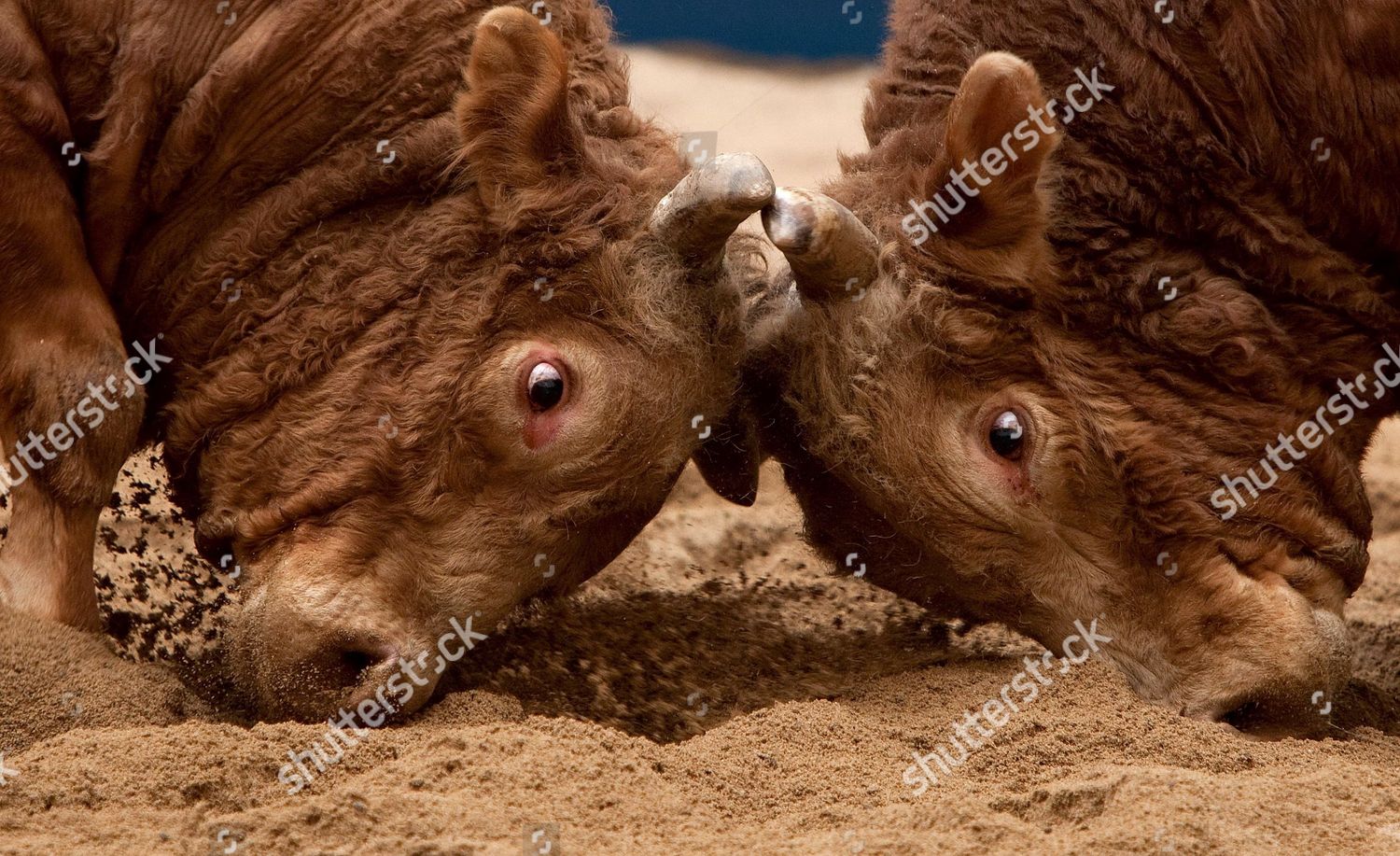 Two Bulls Fight During Bullfighting Festival Editorial Stock Photo ...