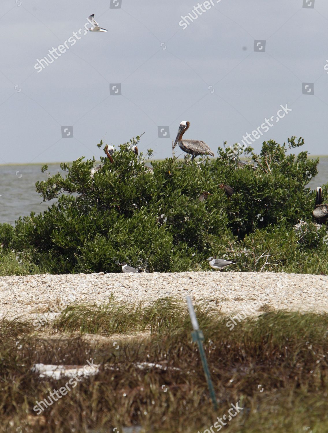 Brown Pelicans Other Sea Birds Nest Editorial Stock Photo - Stock Image ...