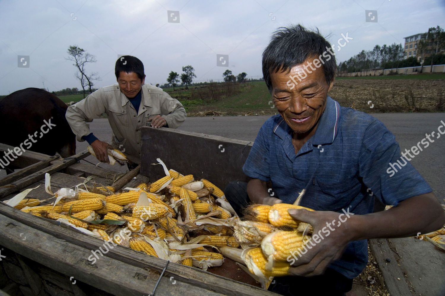 Chinese Farmers Unload Corn Cob Mule Editorial Stock Photo - Stock ...