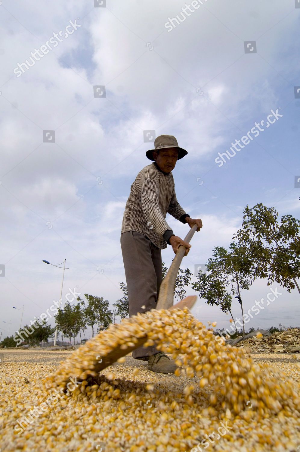 Farmer Lays Out Corn Sun Curing Editorial Stock Photo - Stock Image ...