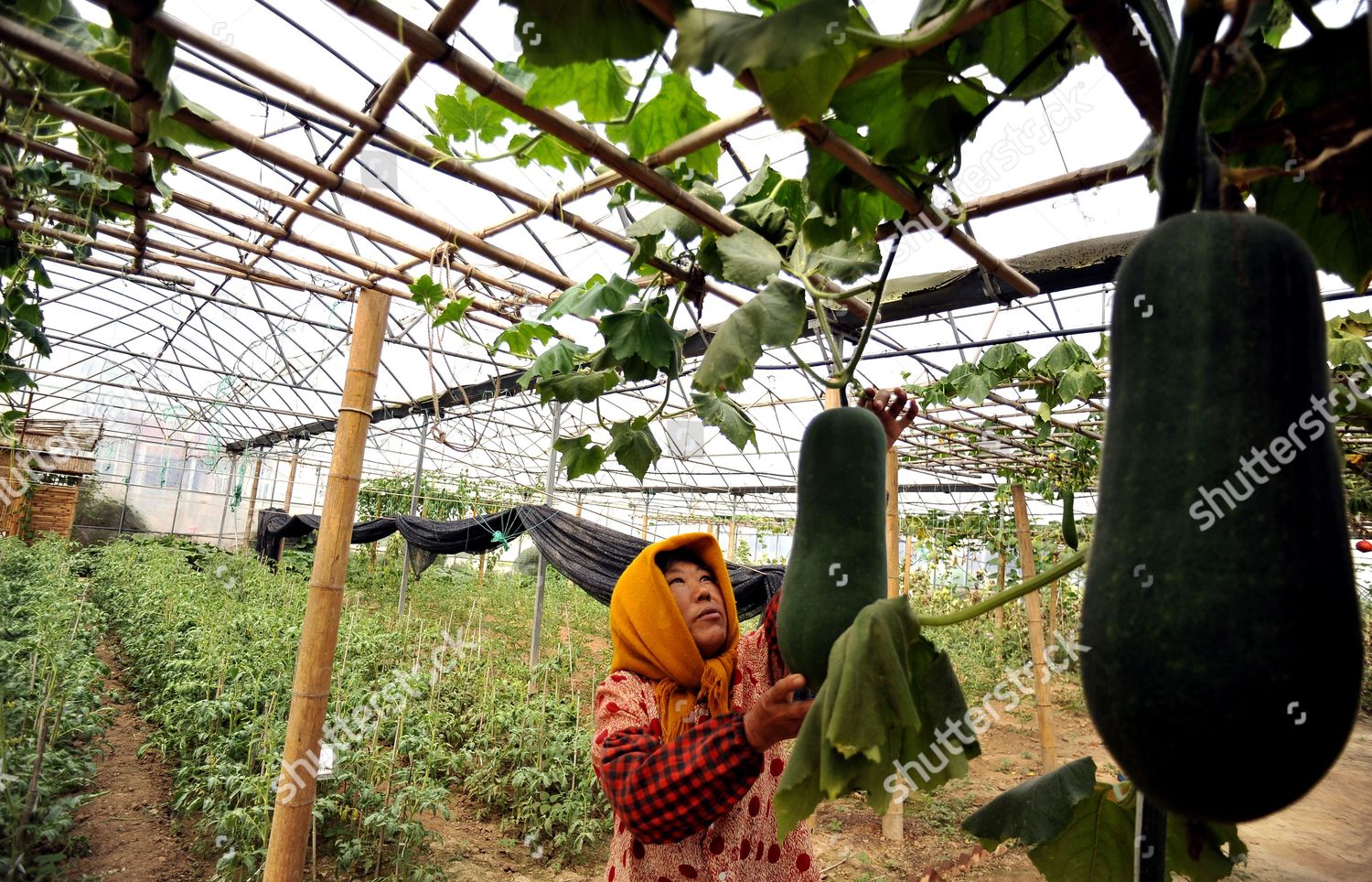 Farmer Looks After Vegetable Plants Greenhouse Editorial Stock Photo ...