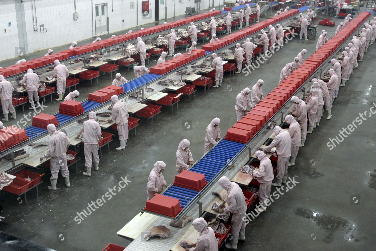 Workers Process Pork Slaughterhouse Beijing Pengcheng Editorial Stock ...