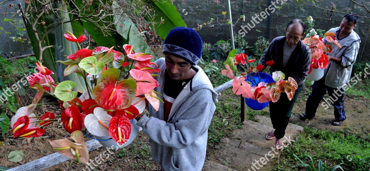 Mizo Farmers Collect Anthurium Flowers Anthurium Editorial Stock Photo ...