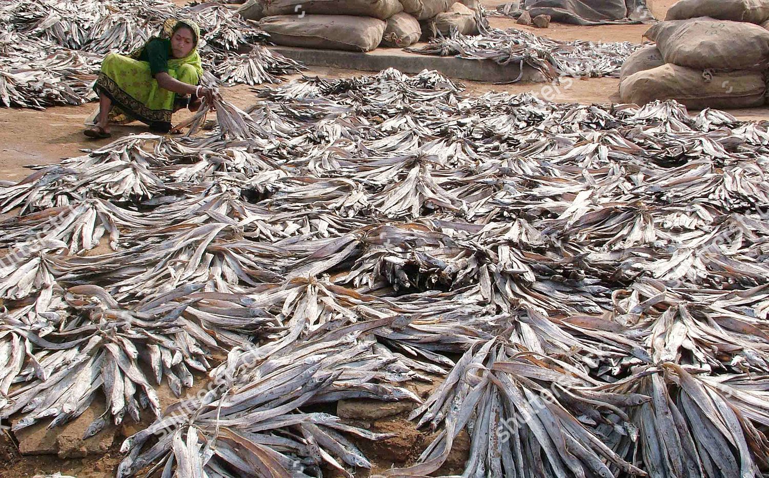Indian Fisherman Busy Drying Their Fish Editorial Stock Photo - Stock ...