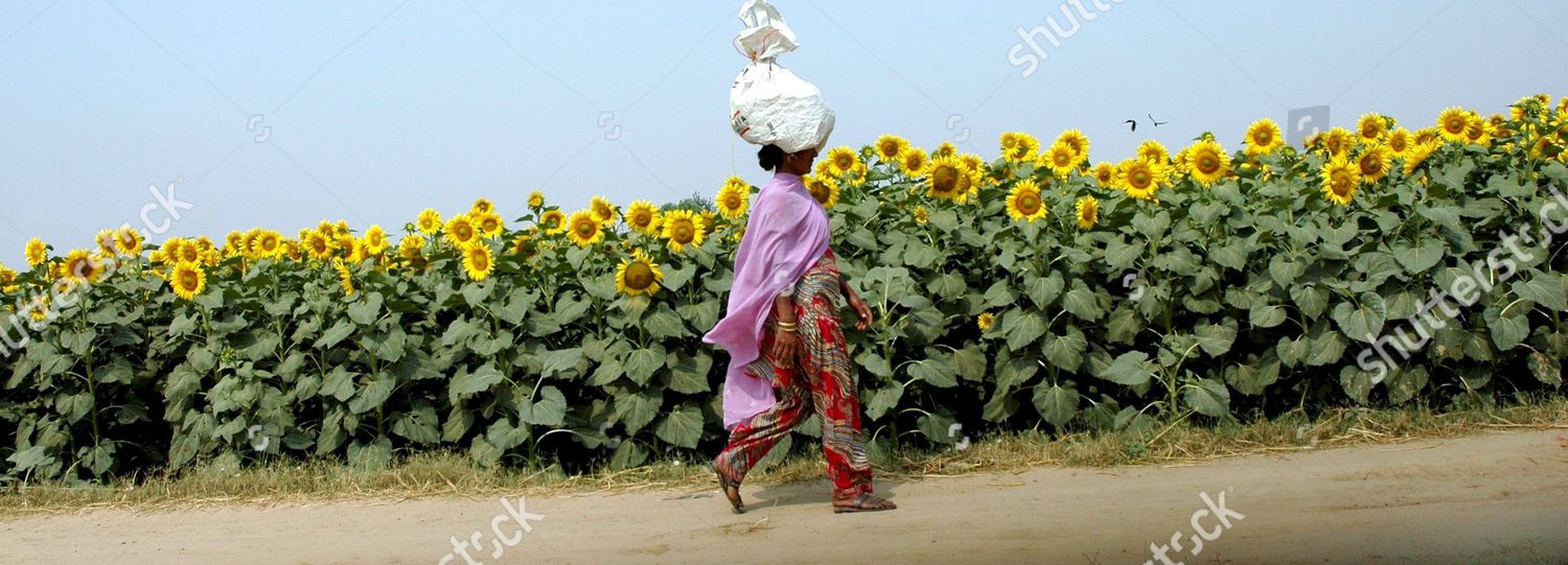 Villager Walks Past Sunflower Field Village Editorial Stock Photo ...