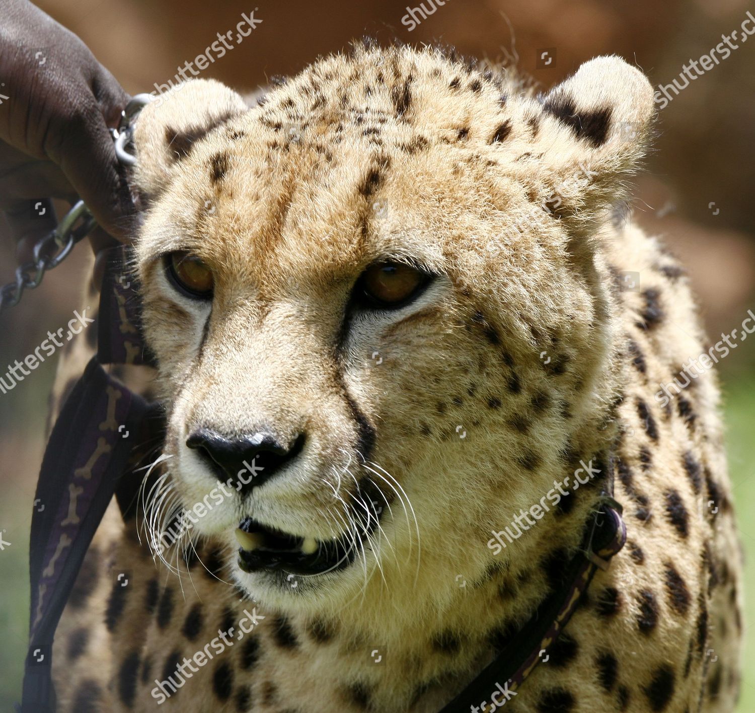 Tamed Cheetah Rhino Lion Nature Reserve Editorial Stock Photo - Stock Image | Shutterstock