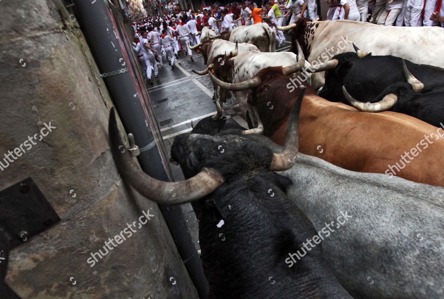 Fighting Bulls Miura Ranch Group Together Editorial Stock Photo - Stock ...